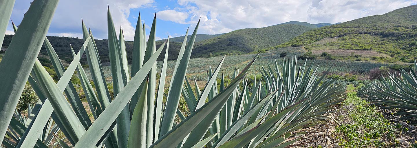 Contact - Agave Terra Imports